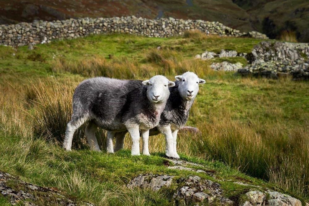 Herdwick Sheep Photograph, Mounted Print, Lake District : Amazon.co.uk ...