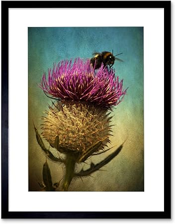 Wee Blue Coo Photo Bumble Bee Thistle Flower Scotland Picture Framed ...