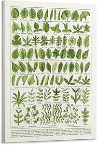 Amazon.com: Leaf Diagram Poster Morphograph Retro Leaf Diagram Natural ...