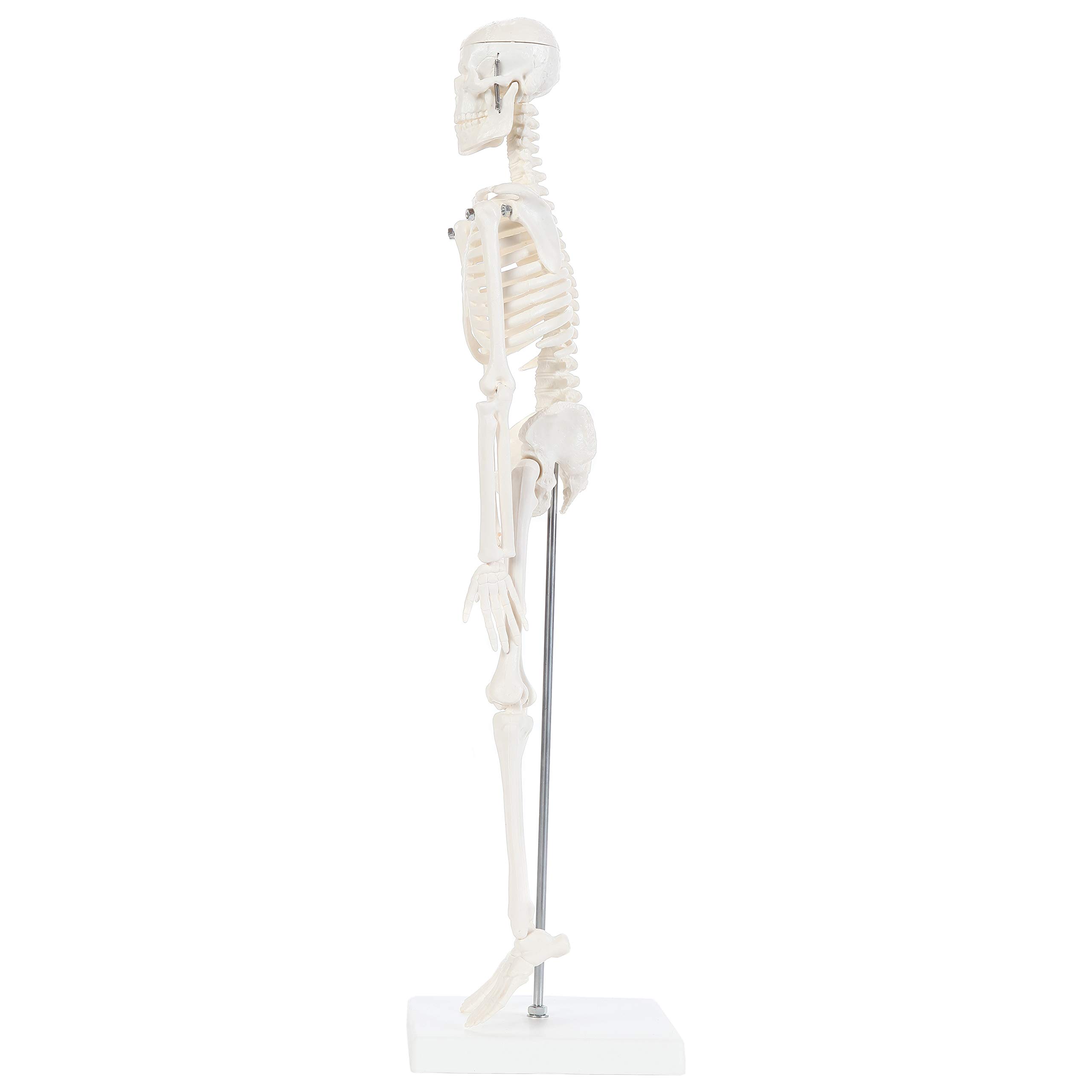 Anatomy Lab Micro Human Skeleton Model, 19" Mini Skeleton Has Movable ...