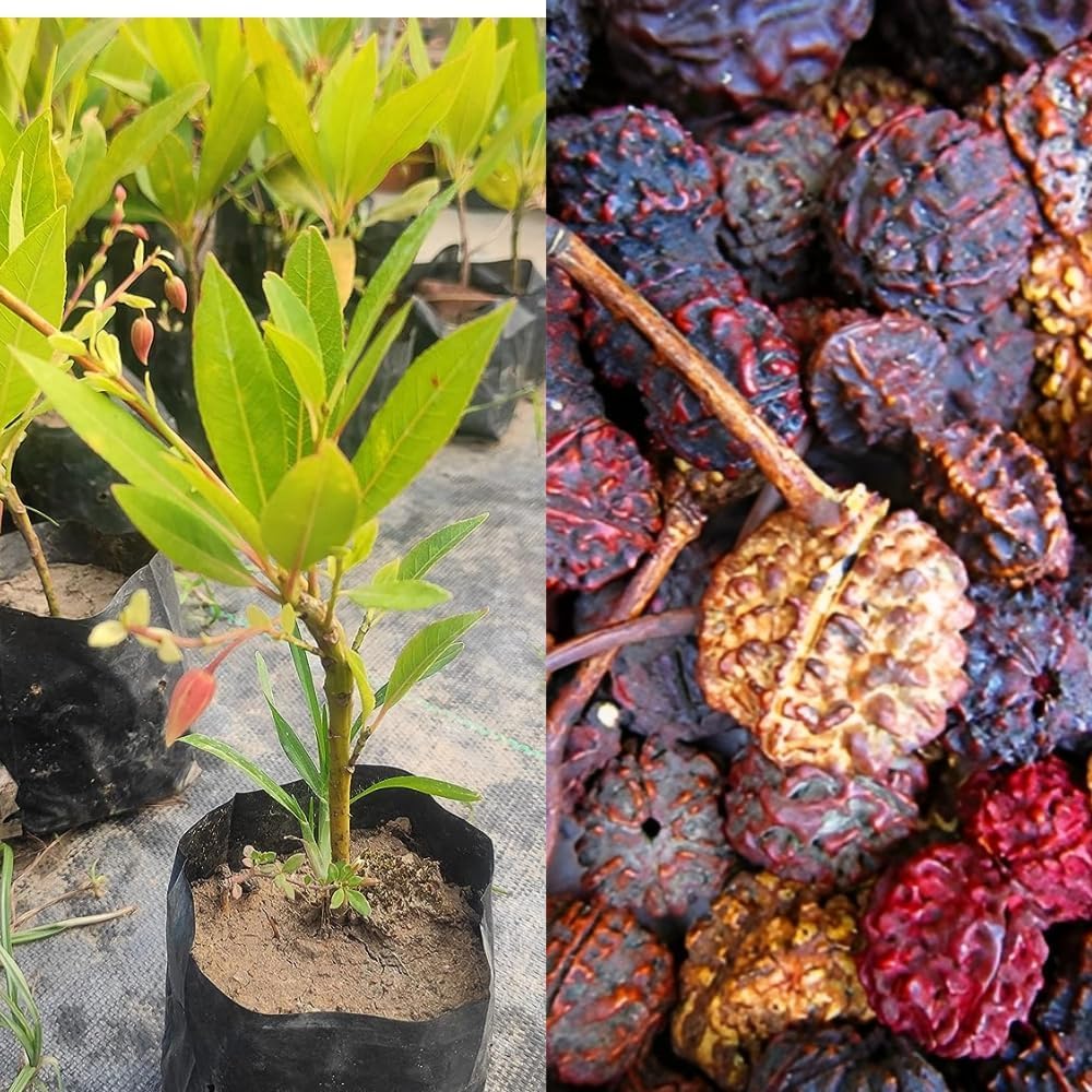 ALL IN ONEE Rudraksha Rudraksh Elaeocarpus Ganitrus Prayer Beads ...