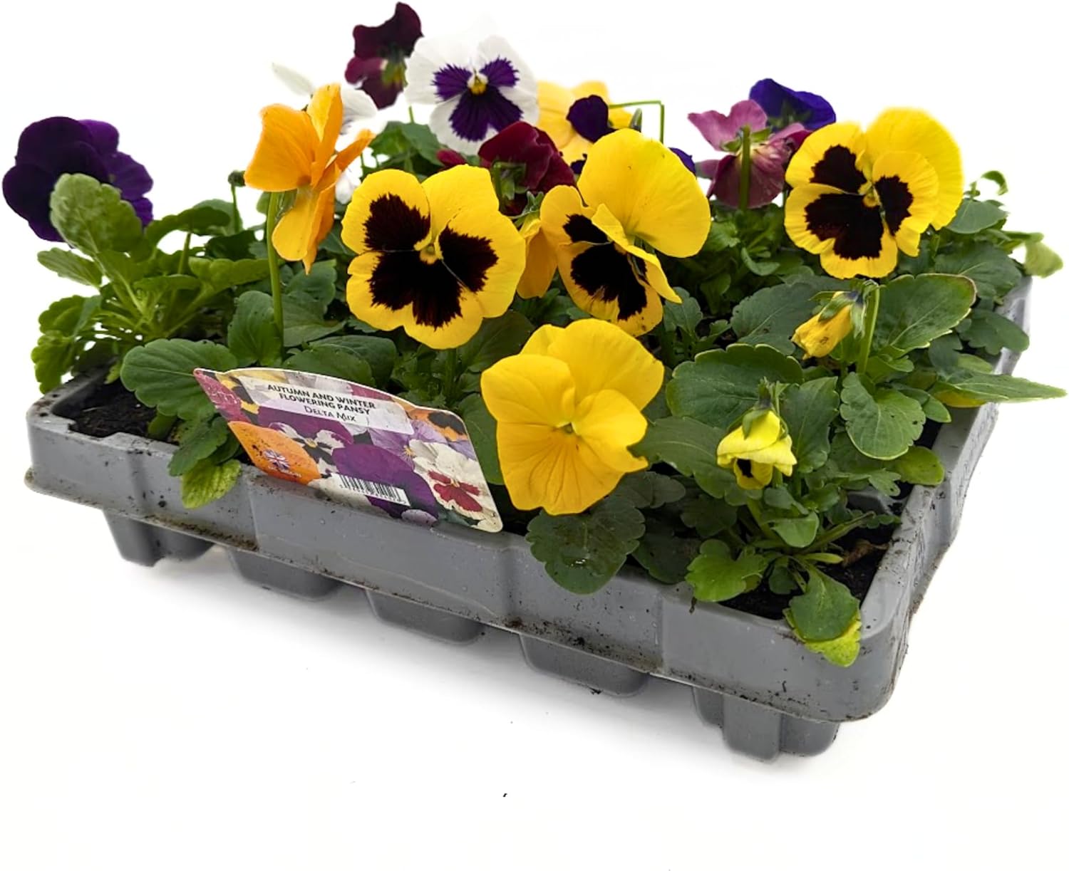 20 Pack Pansy Plant Flowering Plants Package - Pansy 'Delta Mix' - 20 x ...