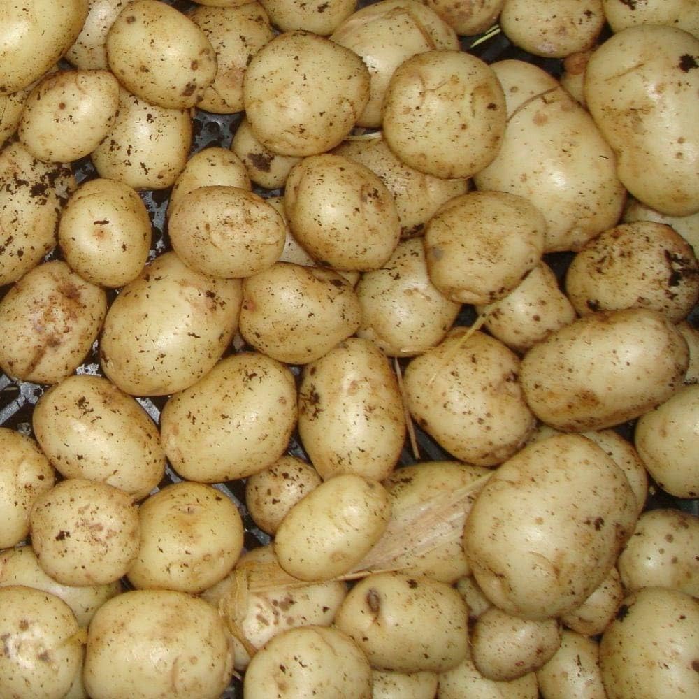 Seed Potatoes Swift- Fastest Maturing of First Early Variety- Round ...