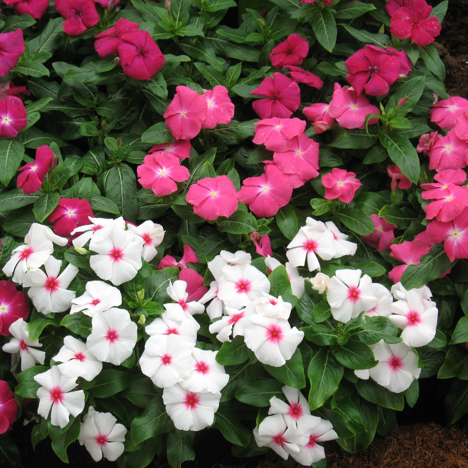 Amazon.com : Outsidepride Victory Mix Periwinkle Seeds for Planting ...