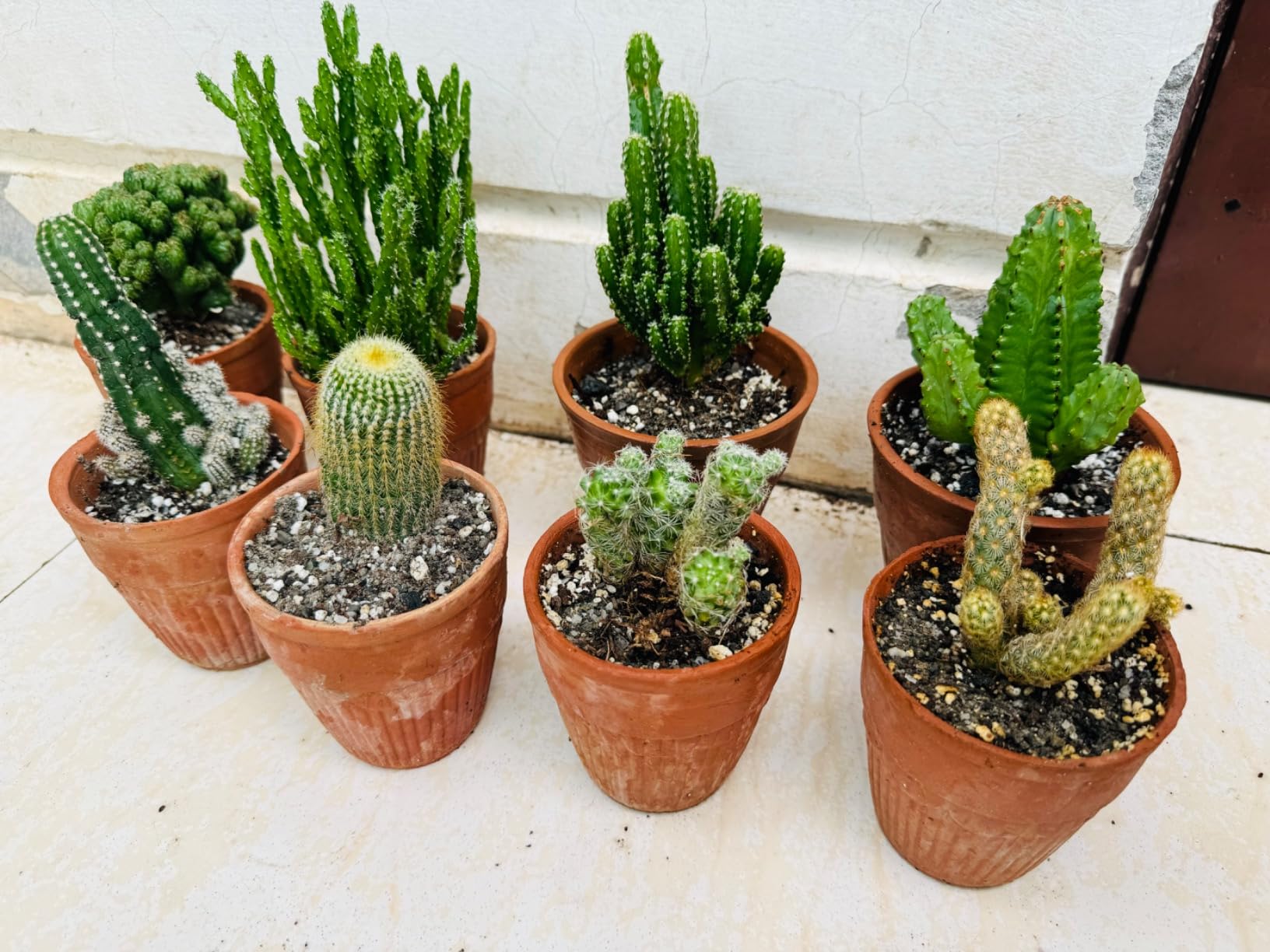 CAPPL Low Maintenance Live Non-Grafted Cactus Indoor Plant (Any 8 Real ...