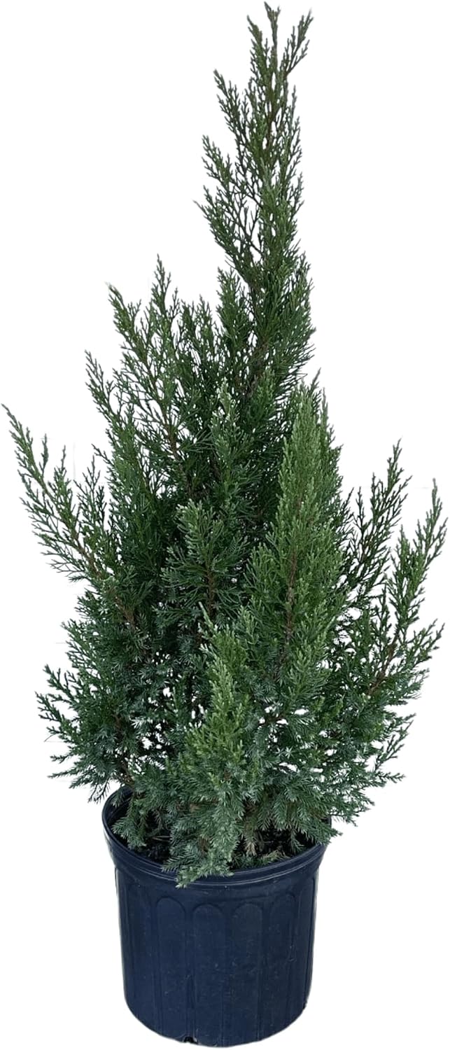 Amazon.com : Blue Point Juniper, 3-Gallon Pot Size - Elegant and Classy ...