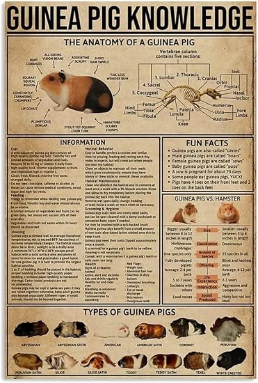 Amazon.com: Starotore Guinea Pig Knowledge Metal Sign Vintage Wall ...