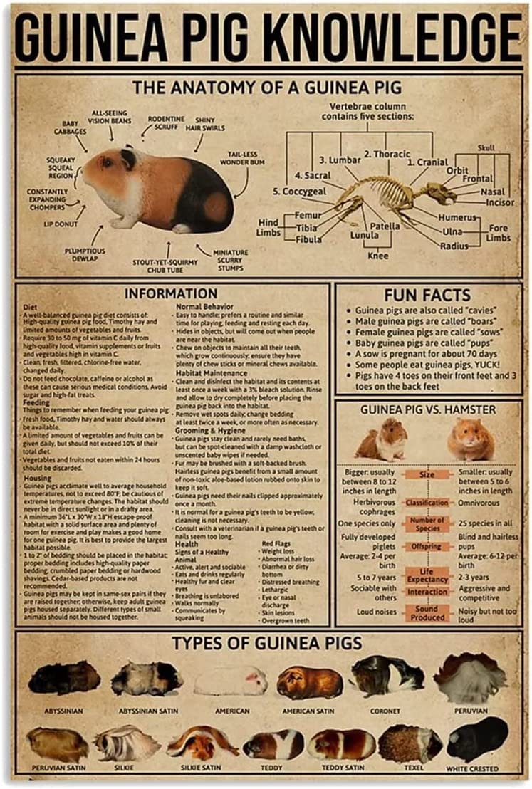 Amazon.com: Guinea Pig Knowledge Metal Sign Vintage Wall Decor ...