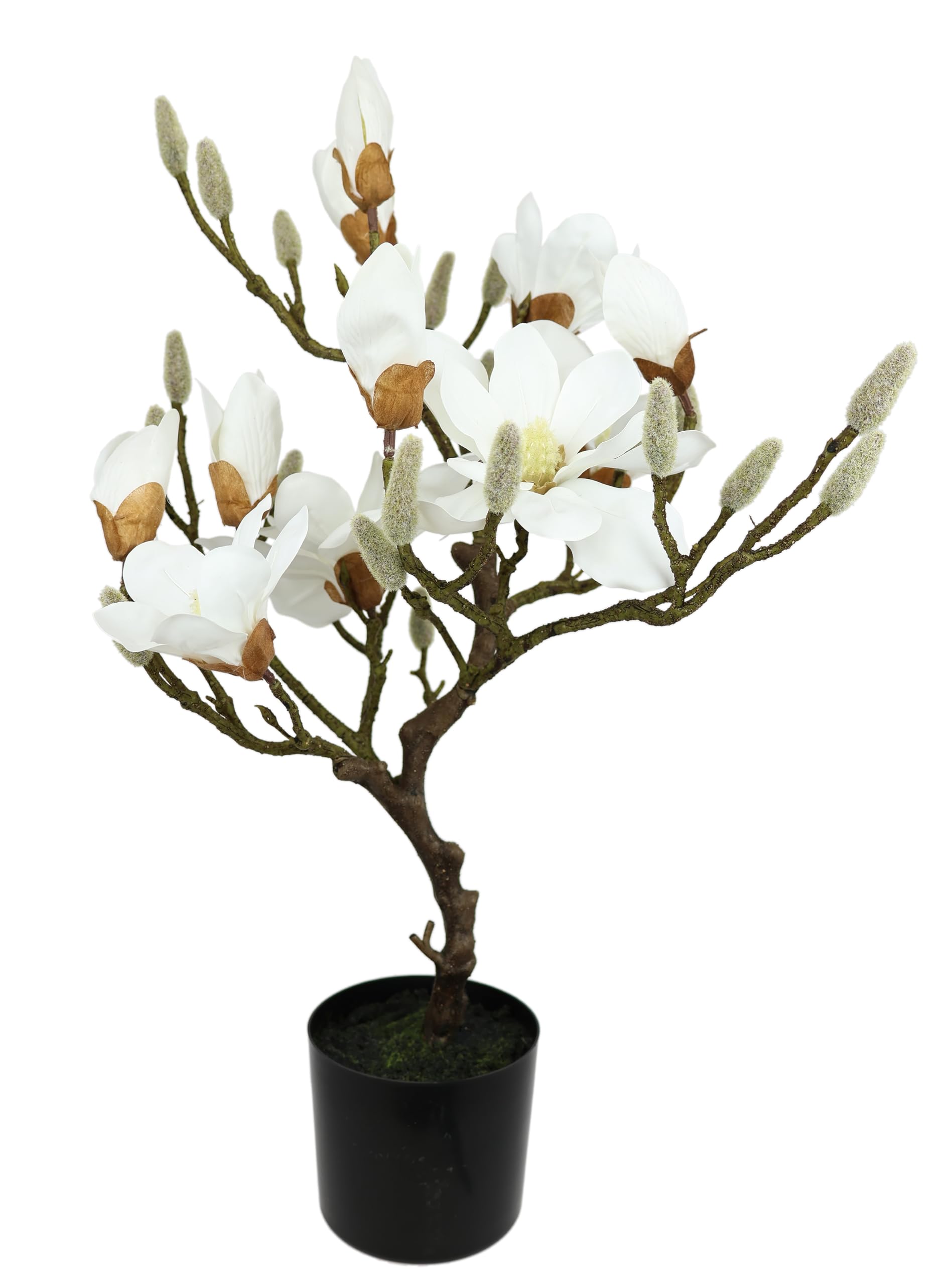 Magnolienbaum Kunst