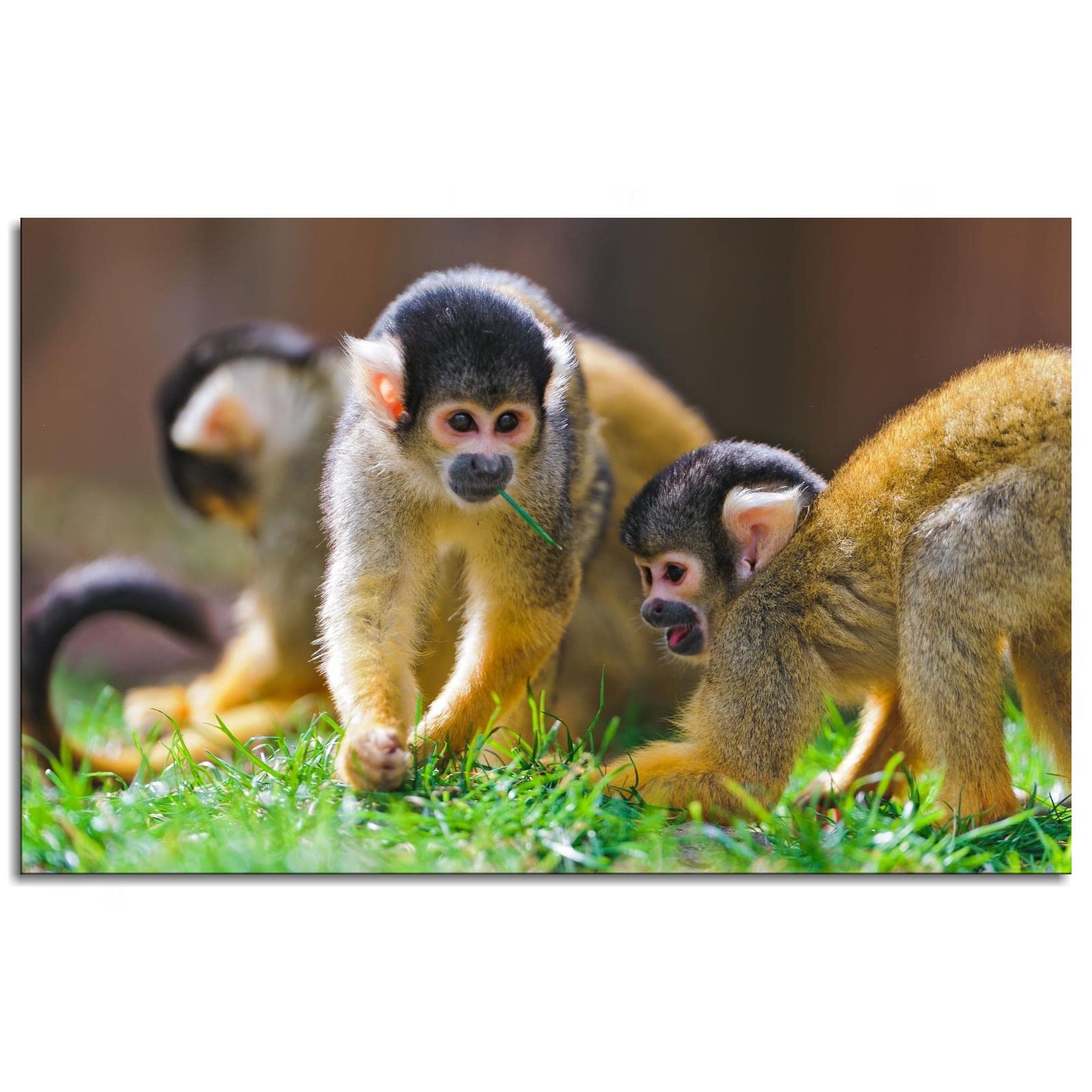 Funny Spider Monkey Wallpaper 30k+ Spider Monkey Pictures | Download