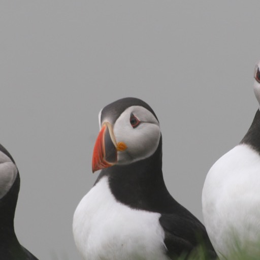 puffin Wallpaper -- HD Wallpapers of puffins! - App on Amazon Appstore