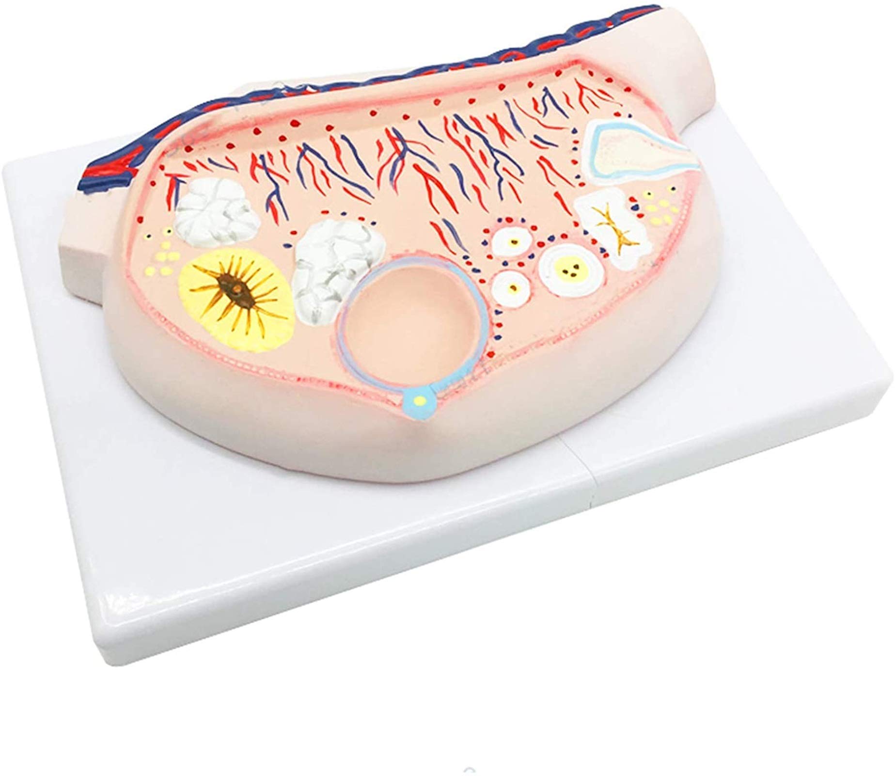 Ovary Anatomical Model Anatomy Model Female Ovarian Model Educational ...