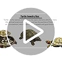 Amazon.com: mozhixue Turtle Jewelry Box Gifts for Women- Unique Hidden ...