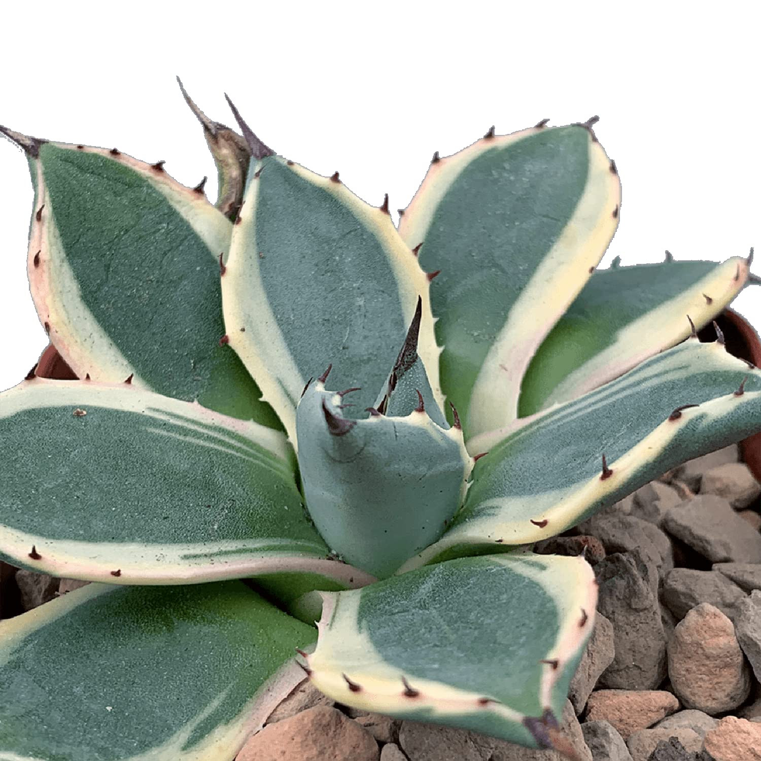 Amazon.com : 4" Agave Applanata-Cream Spike- Live Plant Cactus ...