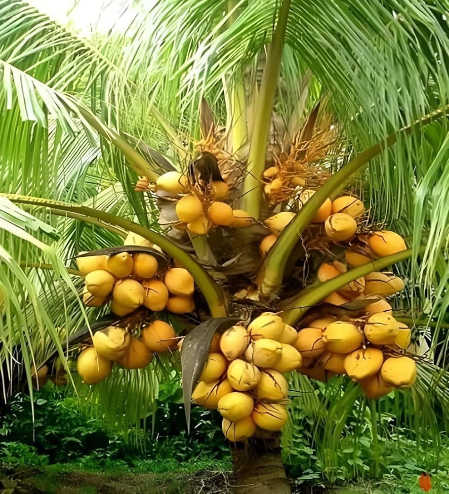 SANJU Live Plant Malaysian Dwarf Coconut Tree Nariyal Plant Fruit ...