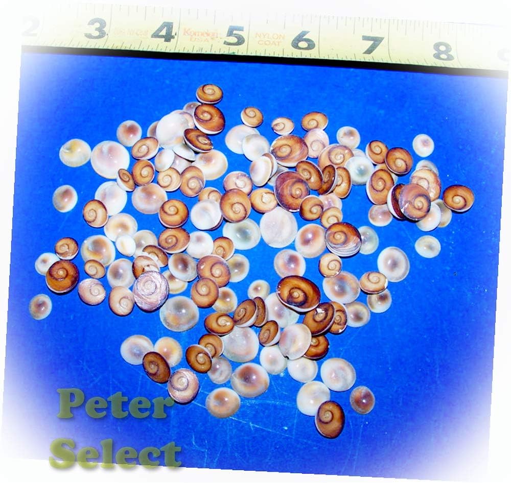 Amazon.com : 100+ Tiny RED CAT Eye Seashells Fish Tank Crafts Item ...