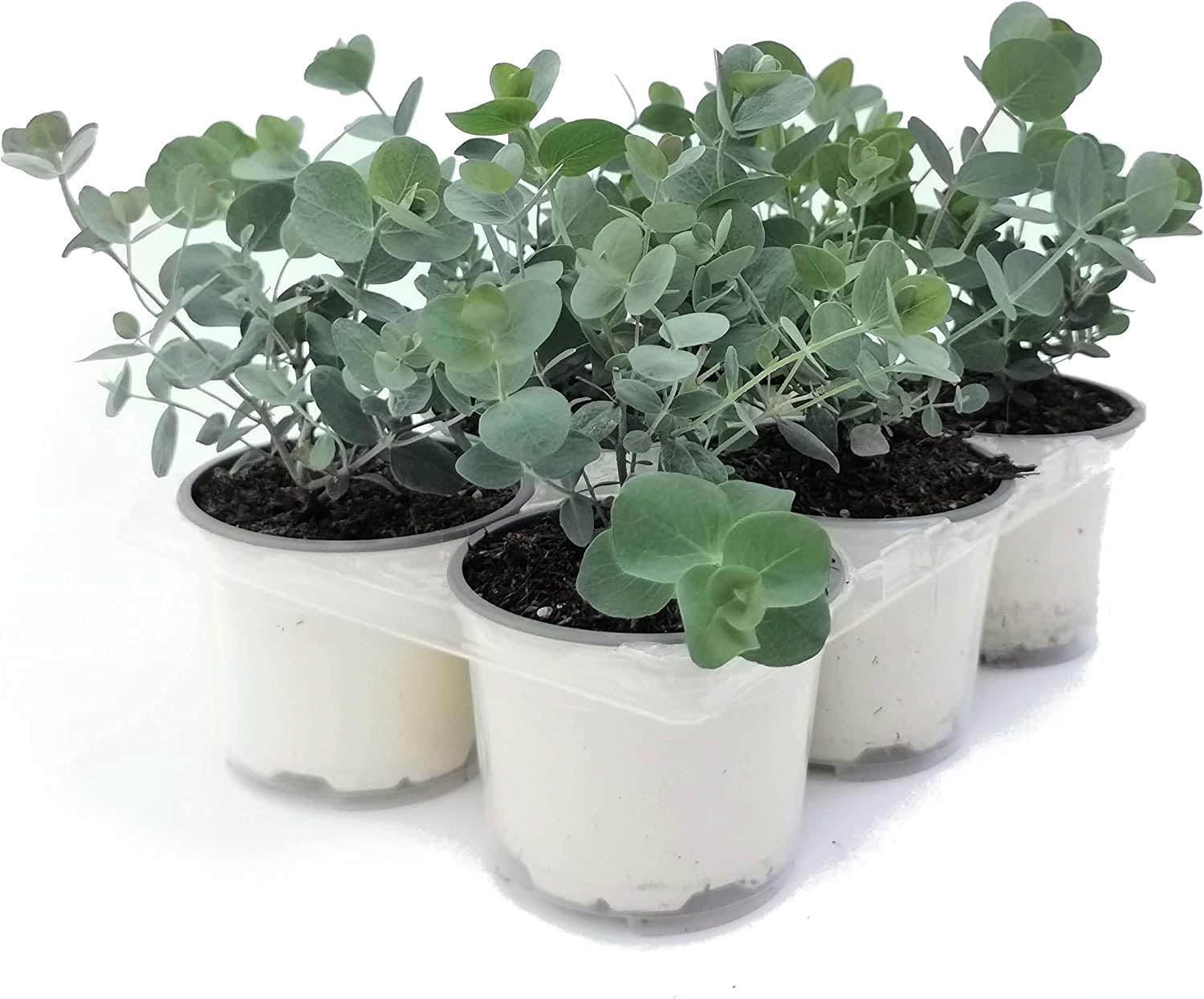 Eucalyptus Pulverulenta | Eucalipto Hojas Plateada | Planta Natural 1 ...