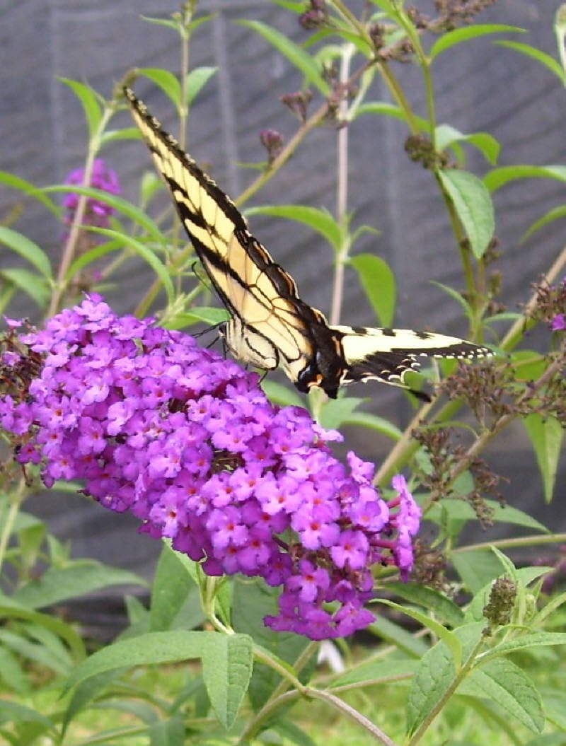 Amazon.com : RAISE ME UP: Seeds Butterfly Bush Mix Buddleja Davidii ...