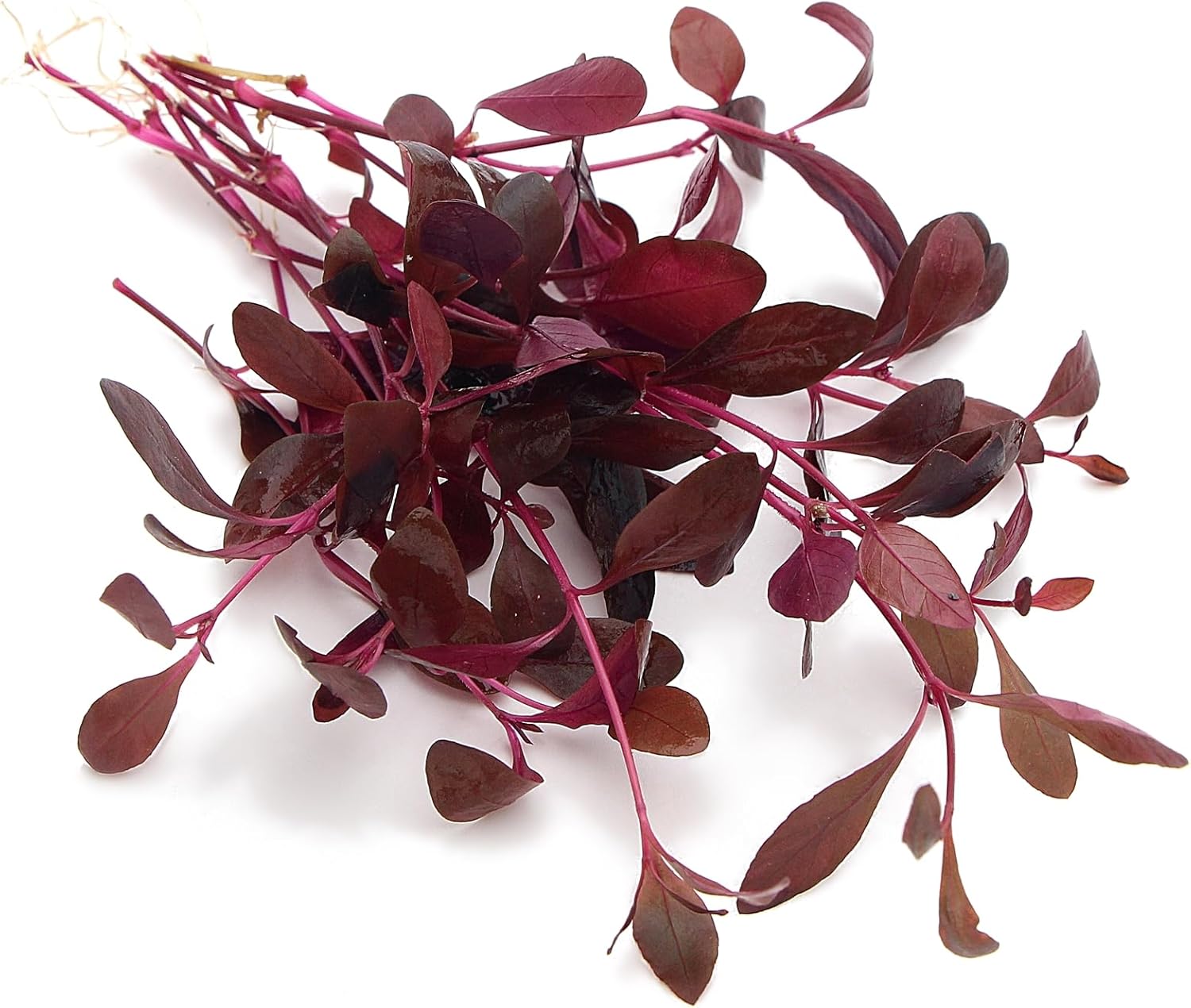 Alternanthera Sessilis Live Aquarium Plant Vibrant Red Aquatic Plant ...