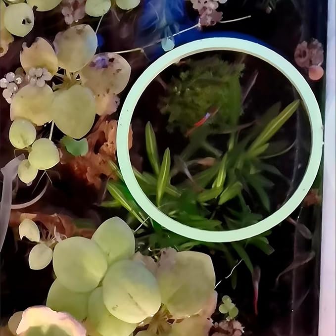Amazon.com: Aquarium Floating Plant Corral - 6 Pieces Floating Plant ...