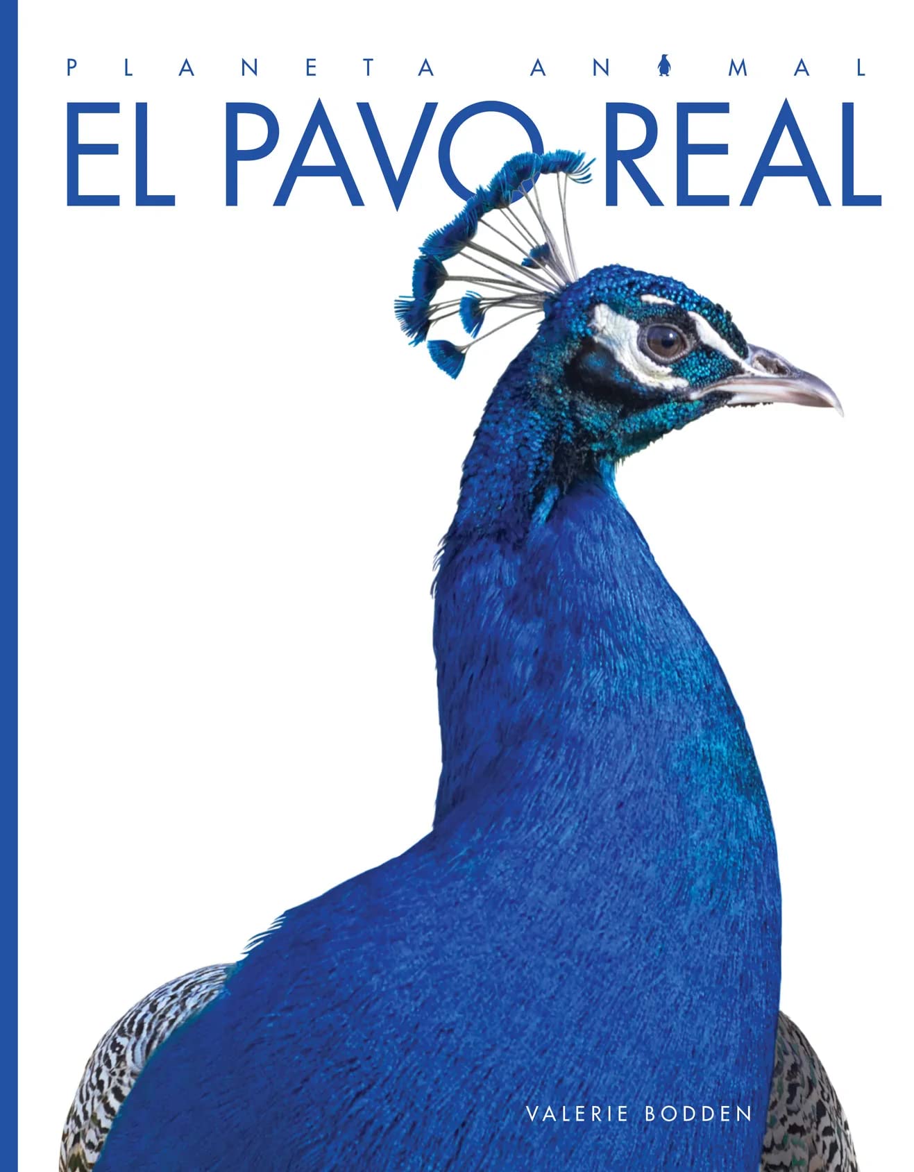 Spanish Peacock Free Delivery 2024 New Hanging Green Peacock Icon