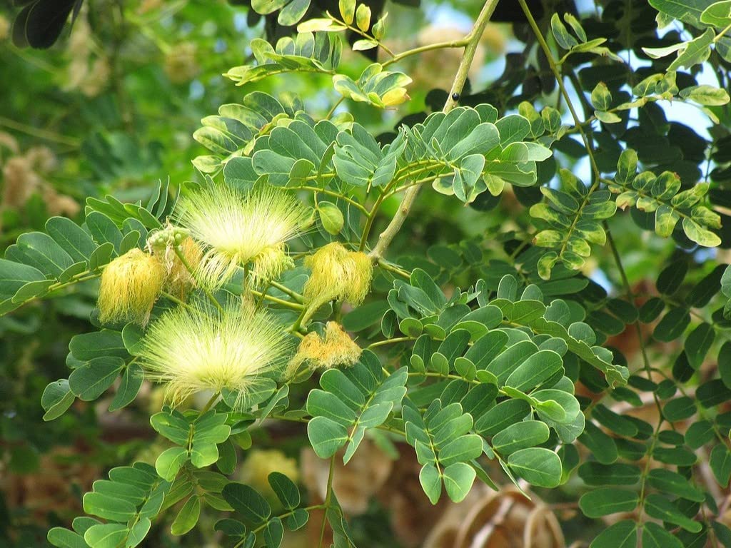 OhhSome Albizia Lebbeck (Siris Tree) Plant Siras Lebbeck Living Plant ...