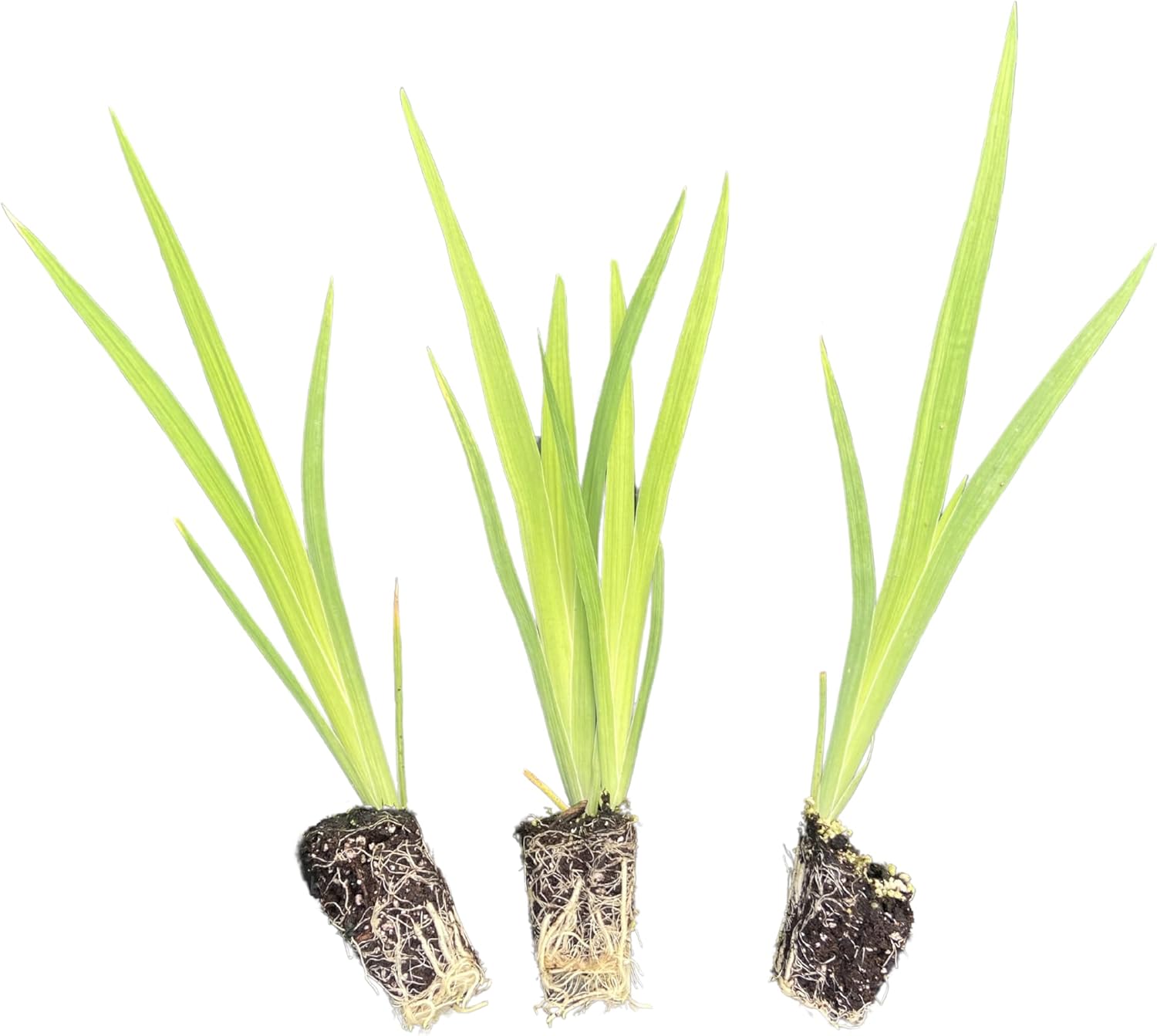 Amazon.com : Iris versicolor | Northern Blue Flag | Starter Plant Plug ...