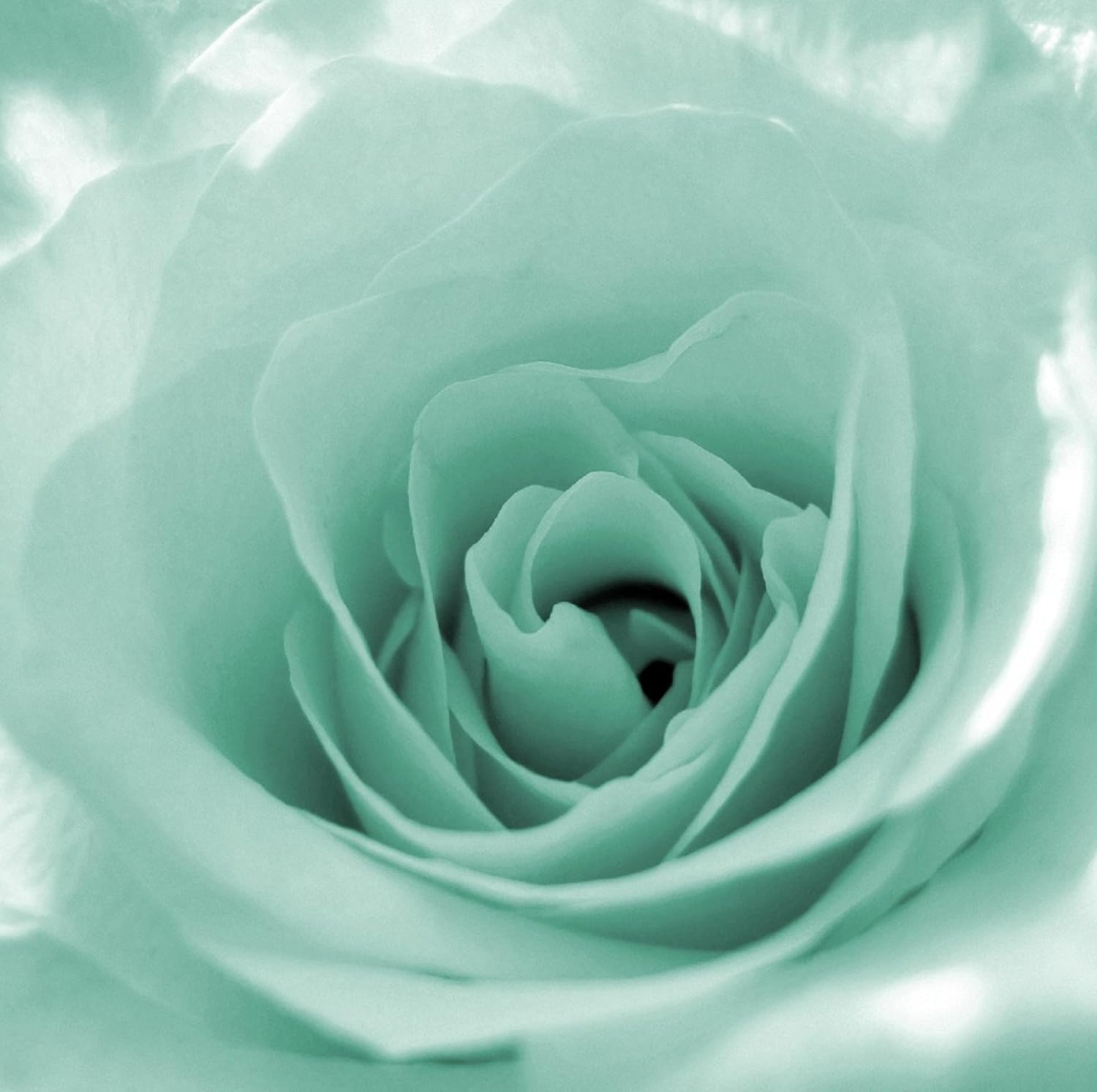 Amazon.com : CHUXAY GARDEN Mint Green Rose Seed 100 Seeds Flowering ...
