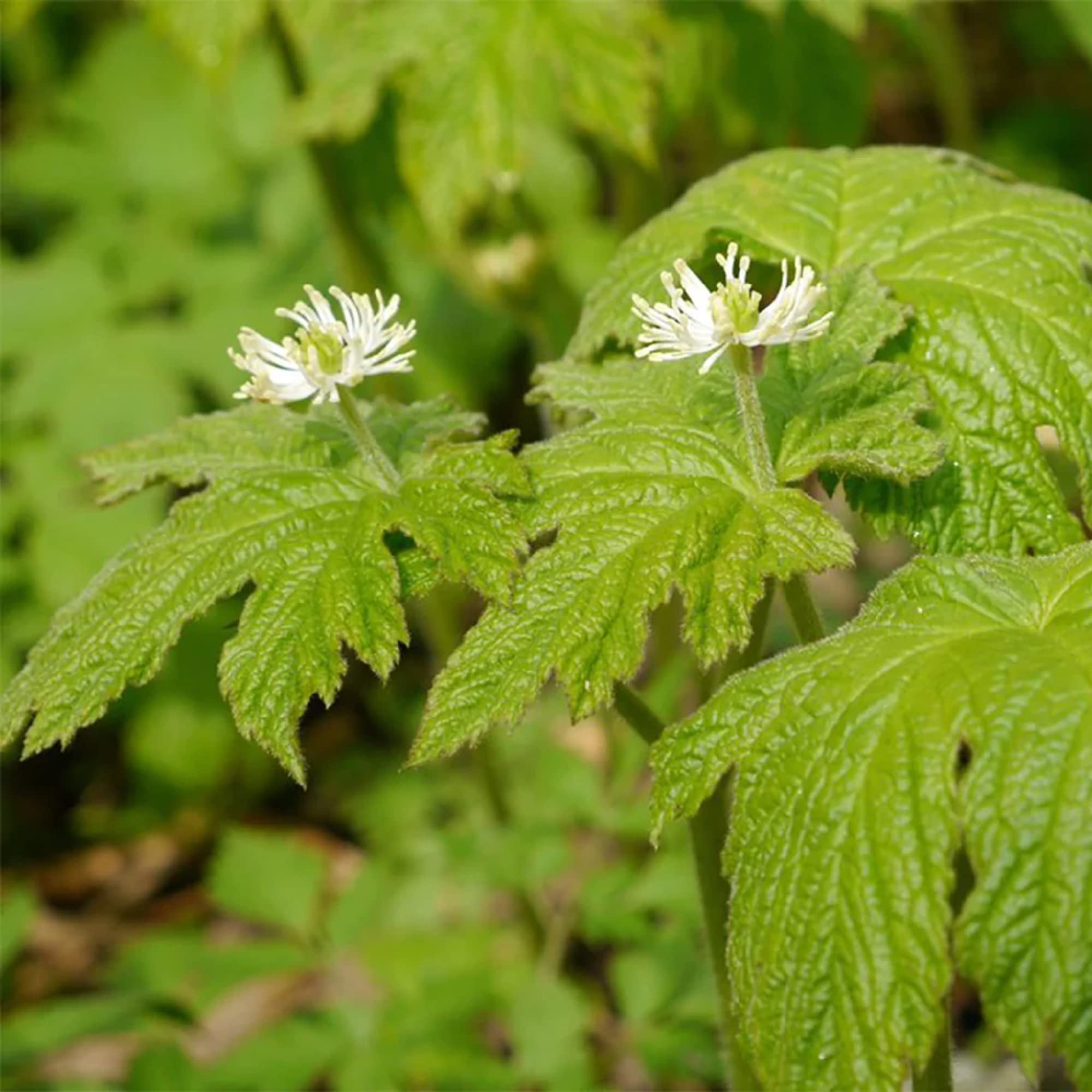 Goldenseal Plant