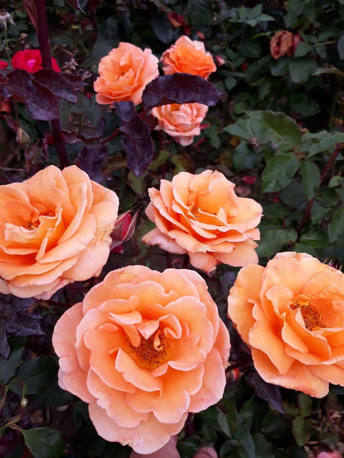 Doris Tysterman Hybrid Tea Rose Bare Root : Amazon.co.uk: Garden