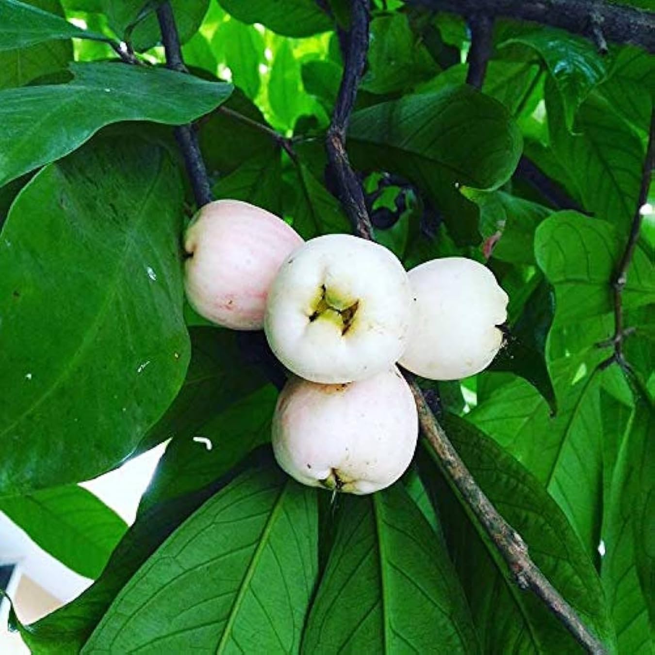 Malay Apple Syzygium Malaccense (Malay Apple)