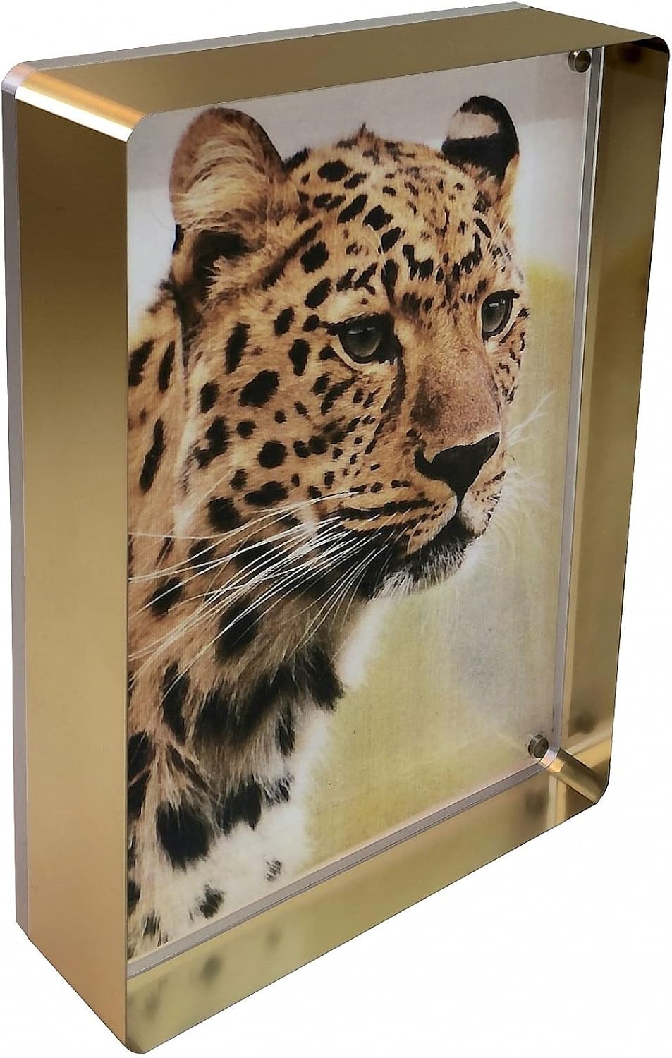 Amazon.com - Canetti ORIGINAL MAGNET FRAME 4x6 Prestige Magnetic ...