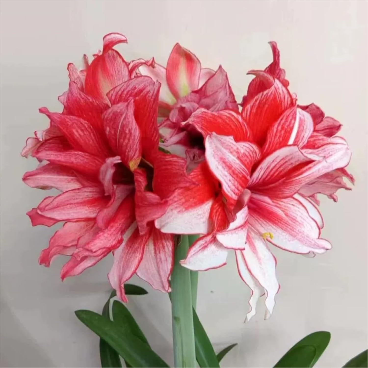 Amazon.com : Double Amaryllis Bulbs, Rare Amaryllis Bulbs,Amaryllis ...
