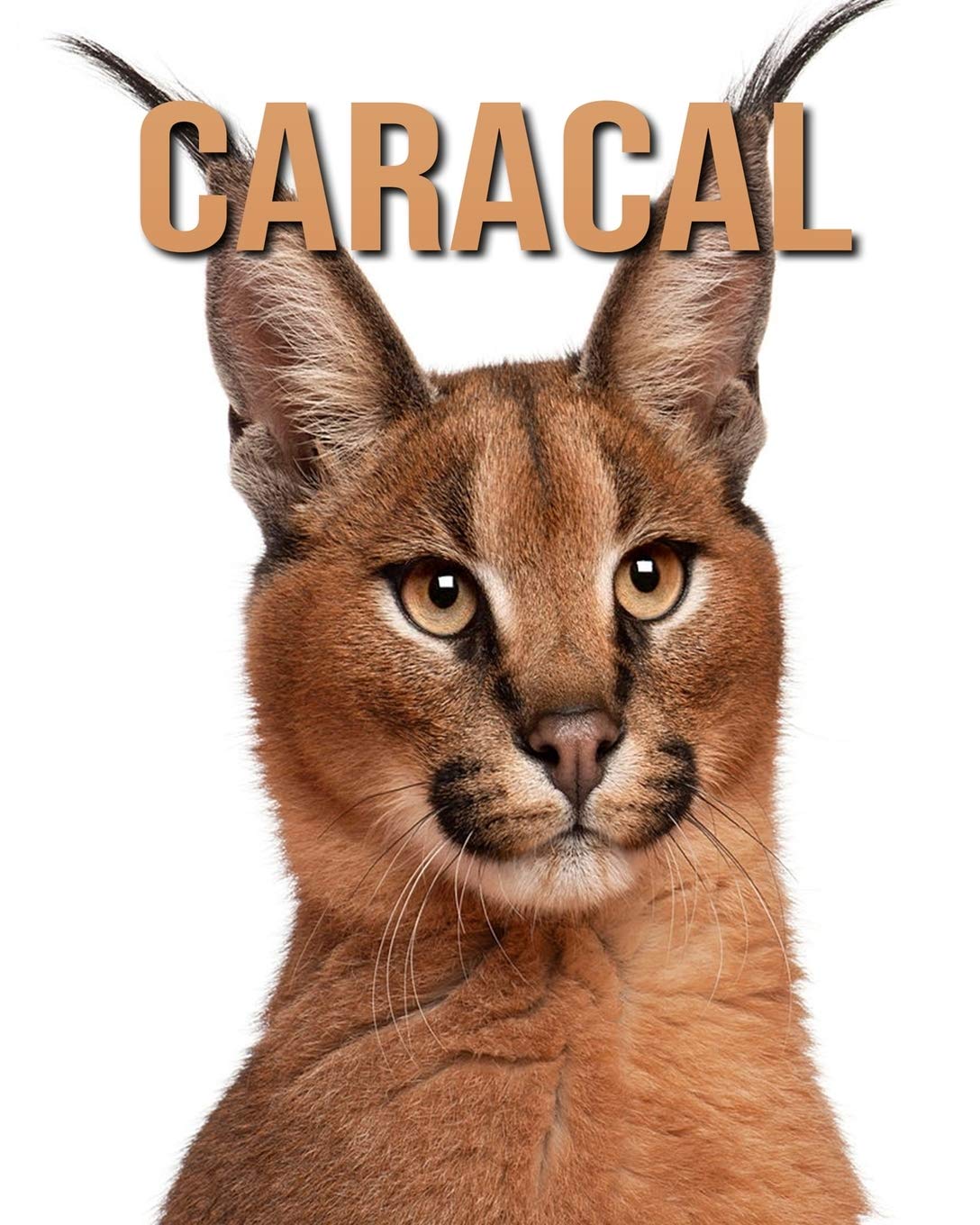 Buy Caracal: Amazing Photos Book About Caracal For Kids Online at ...