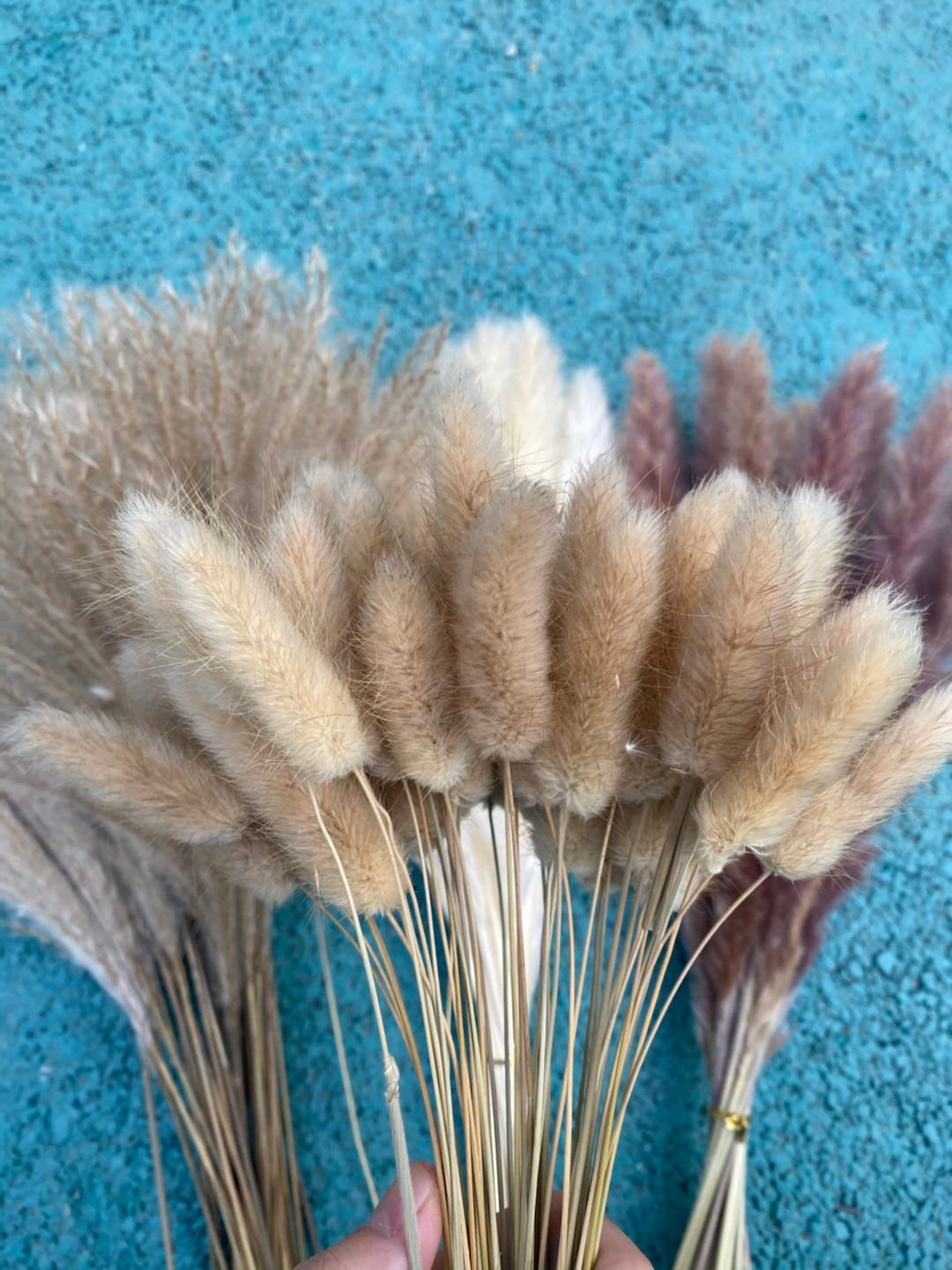 $2/mo - Finance Dried Pampas Grass Decor,18 Inches Small Pompus Grass ...