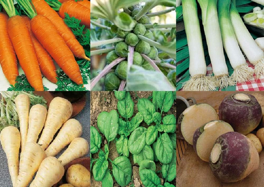 Viridis Hortus - 6 Pack Winter Vegetable Seed Collection - Carrot ...