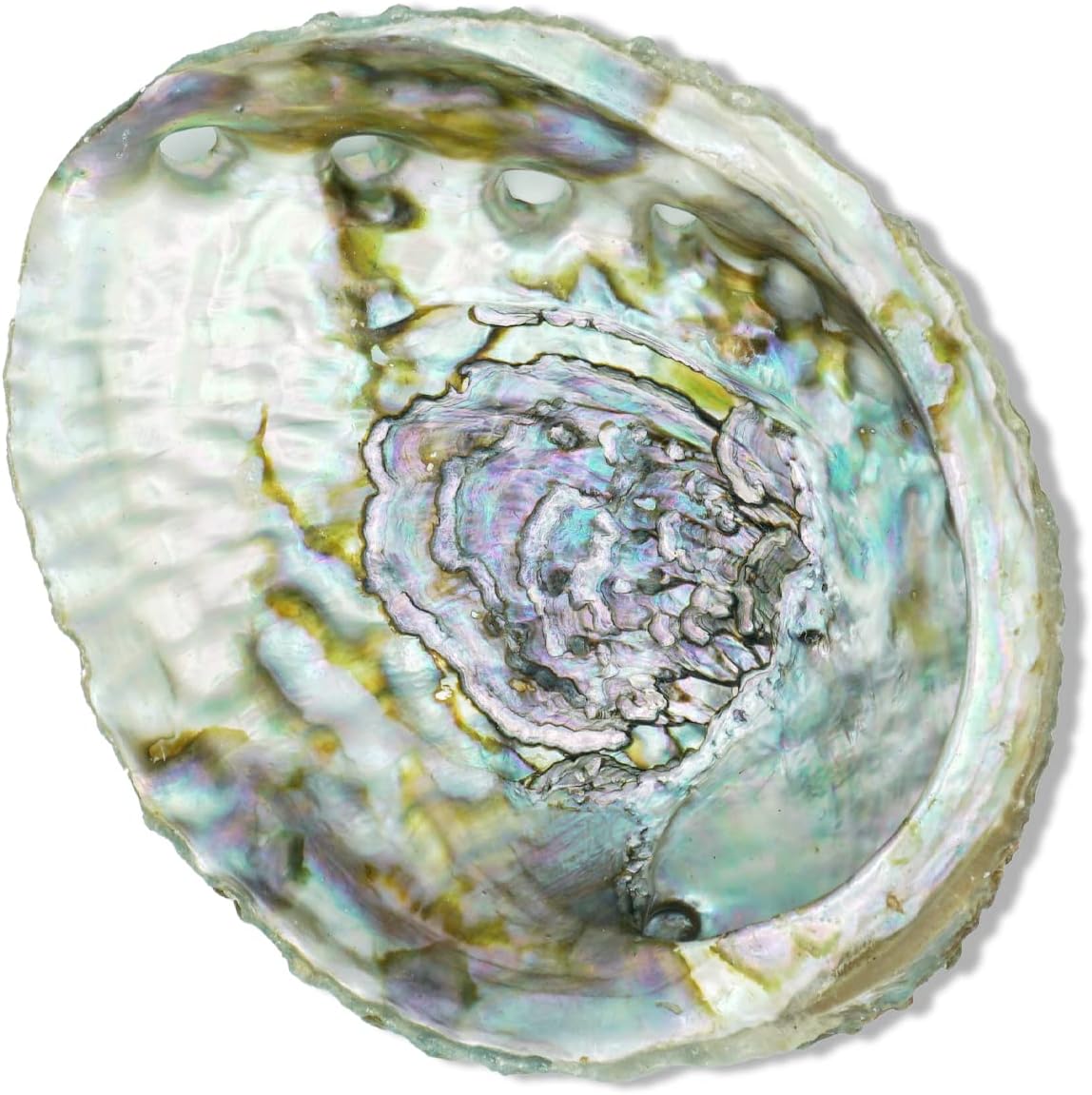 Amazon.com: ESPOIR & AMOUR Abalone Shell for Home Decor - Spiritual ...