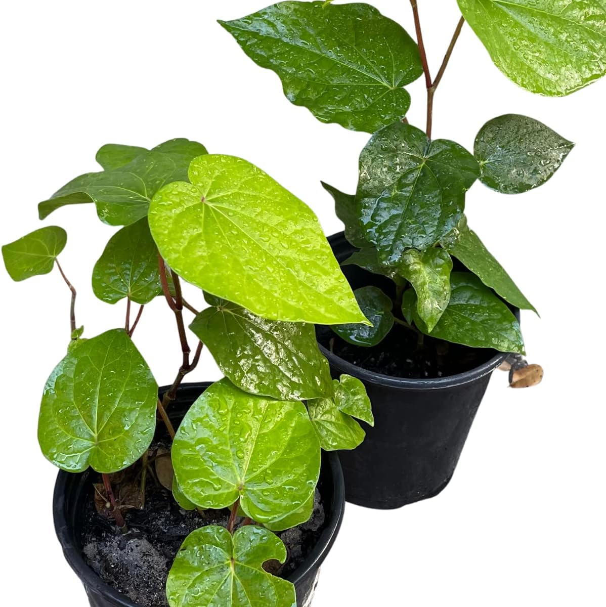 Amazon.com : 10 Seeds Bael Fruit Tree | Aegle marmelos Bengal Quince ...