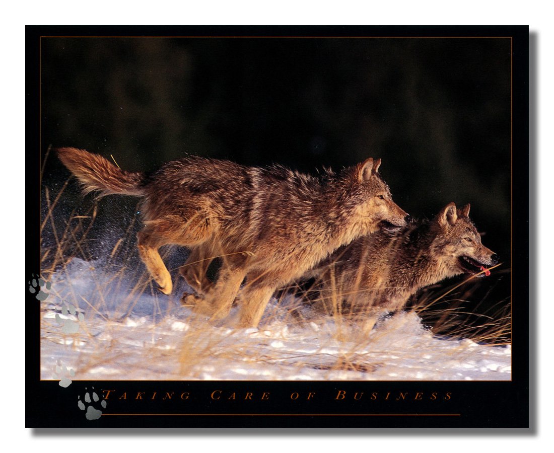 Running Wolf Gray Wolves