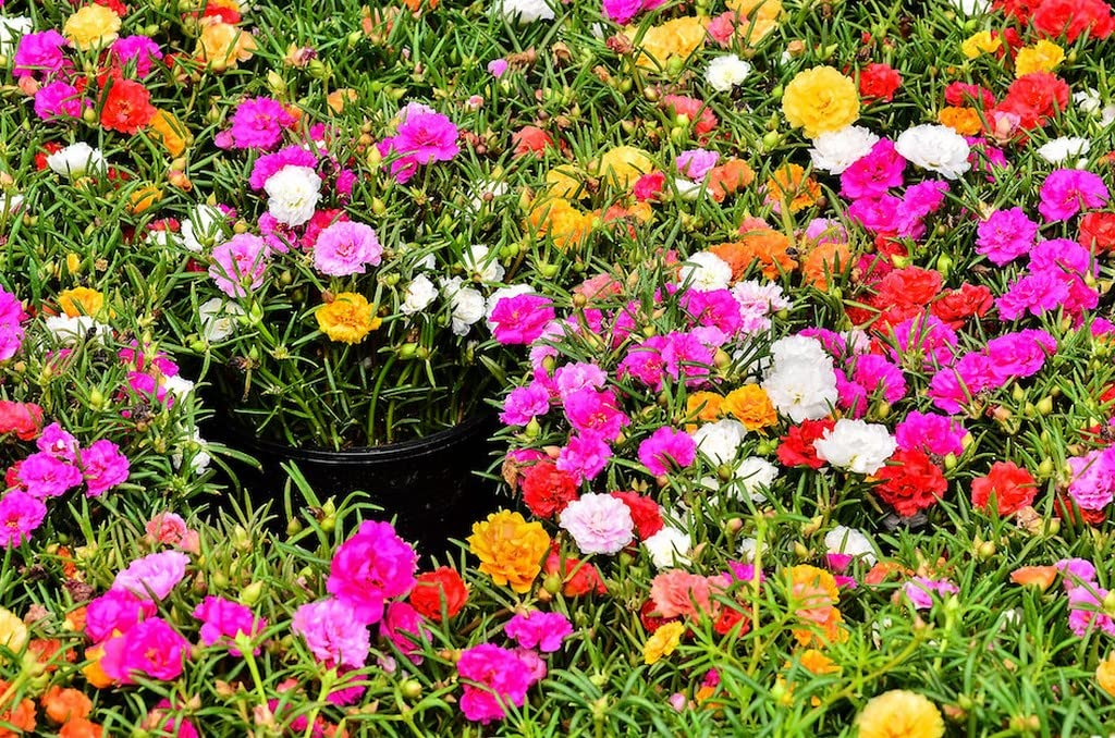 Creative Farmer Pathumani Chedi (Portulaca) Moss Rose Indoor Plant ...