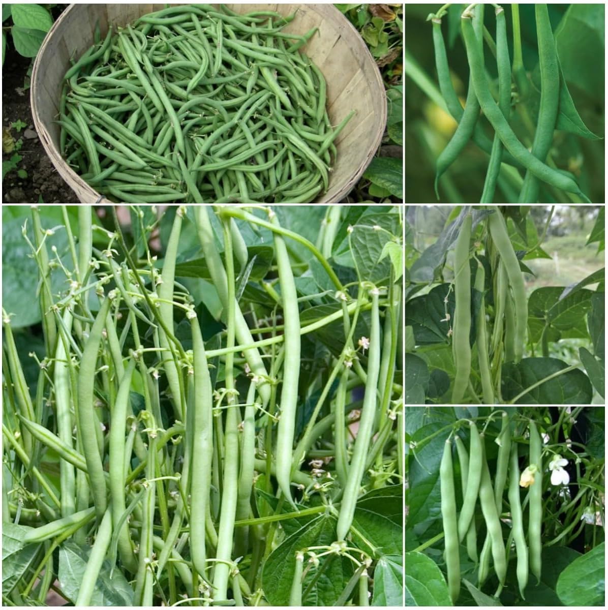 Amazon.com: 100-Stringless Green Pod Bush Bean Seeds-Vegetable-Outdoor Home Gardens : Everything ...