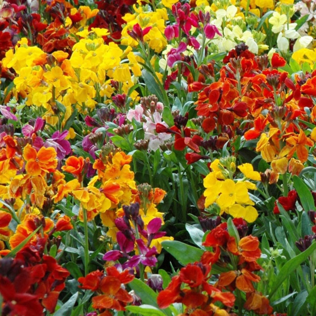 Amazon.com : S-pone 300+ Mix English WallFlower Seeds Perennial ...