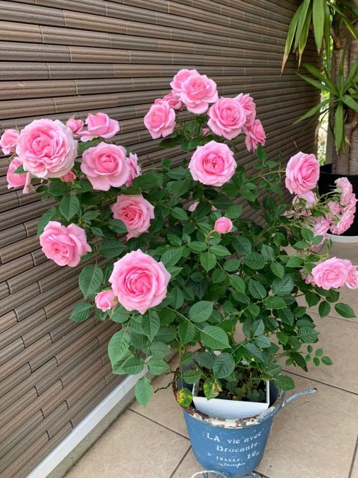 Mphmi Live Plant Nursery NCR Rose (Marigold, Orange) - Plant (Plant ...