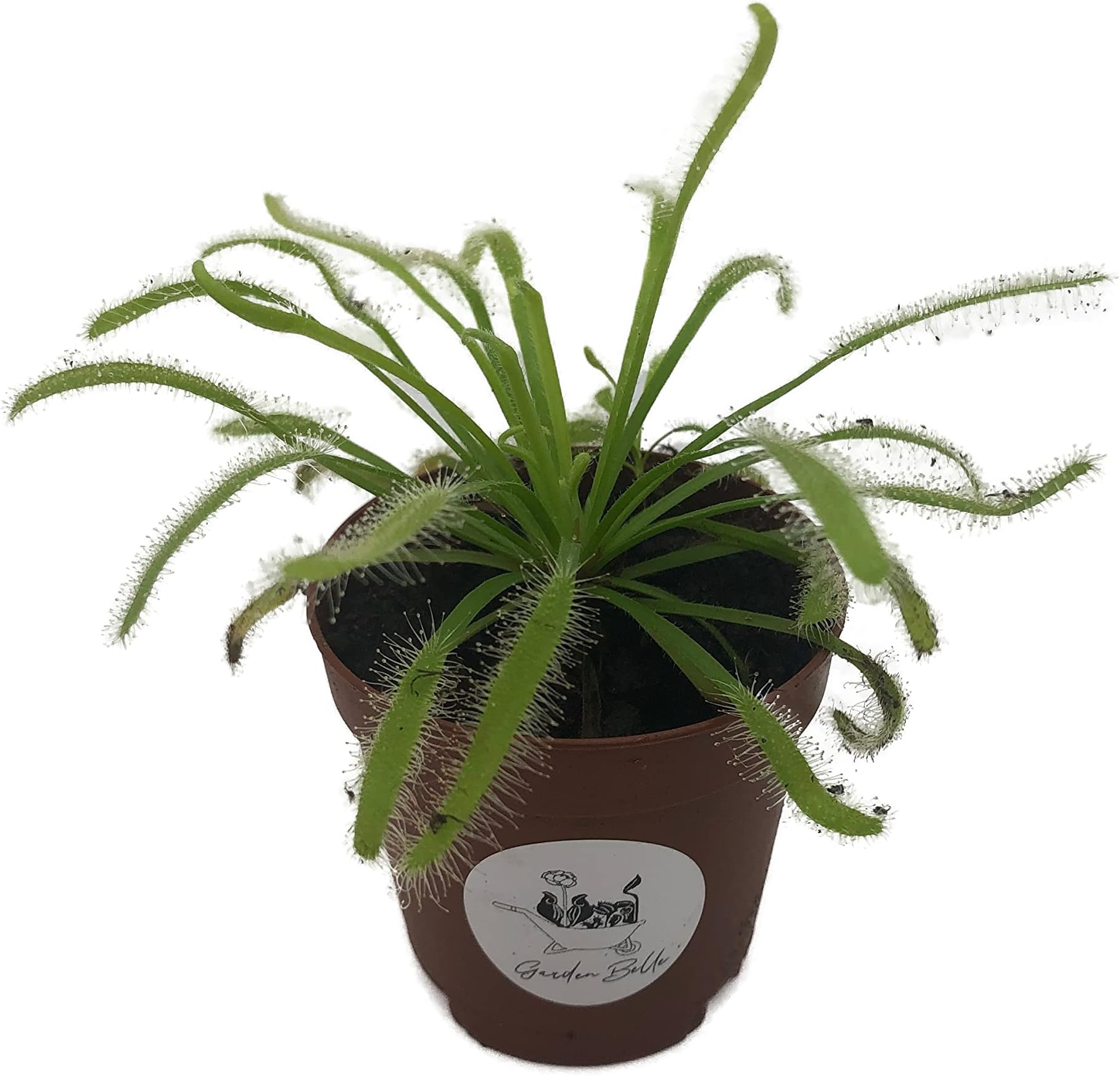 Amazon.com : Cape Sundew 'Alba' (Drosera Capensis) Carnivorous Plant in ...