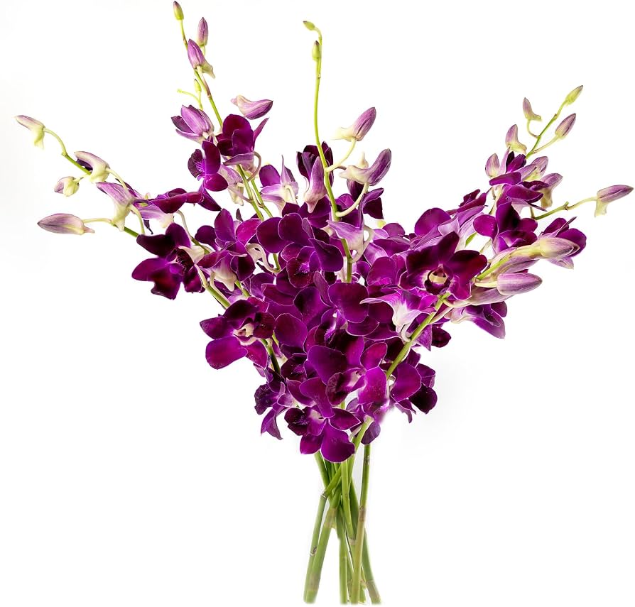 Orquideas Moradas Orquídeas Moradas En Planta Floreria A Domicilio
