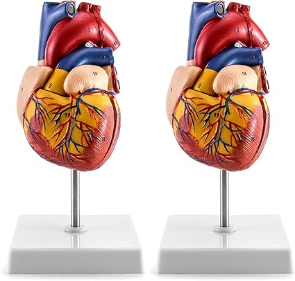 QWORK Human Heart Model, 2 Pack Anatomically Accurate Numbered 2-Part ...