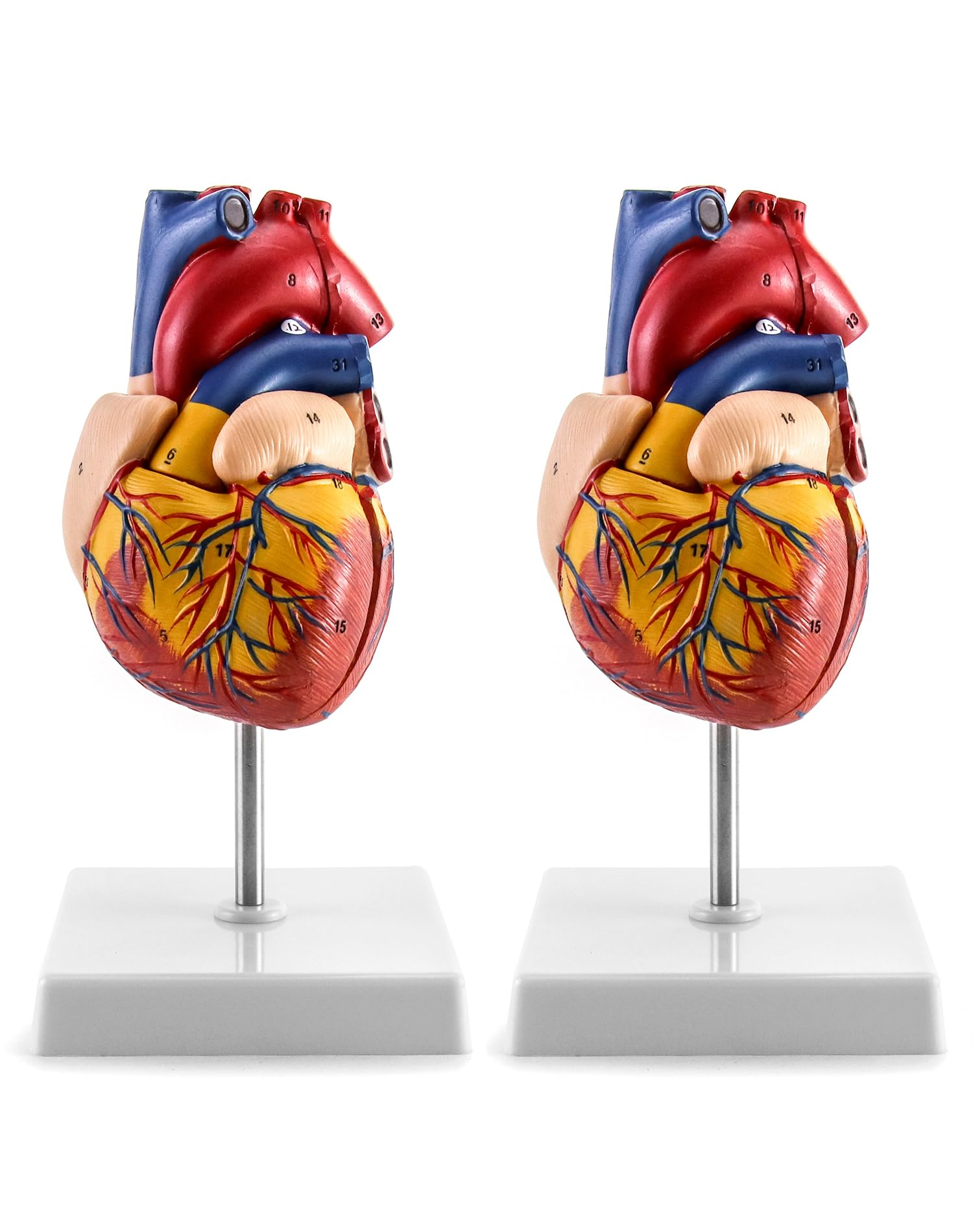 QWORK Human Heart Model, 2 Pack Anatomically Accurate Numbered 2-Part ...