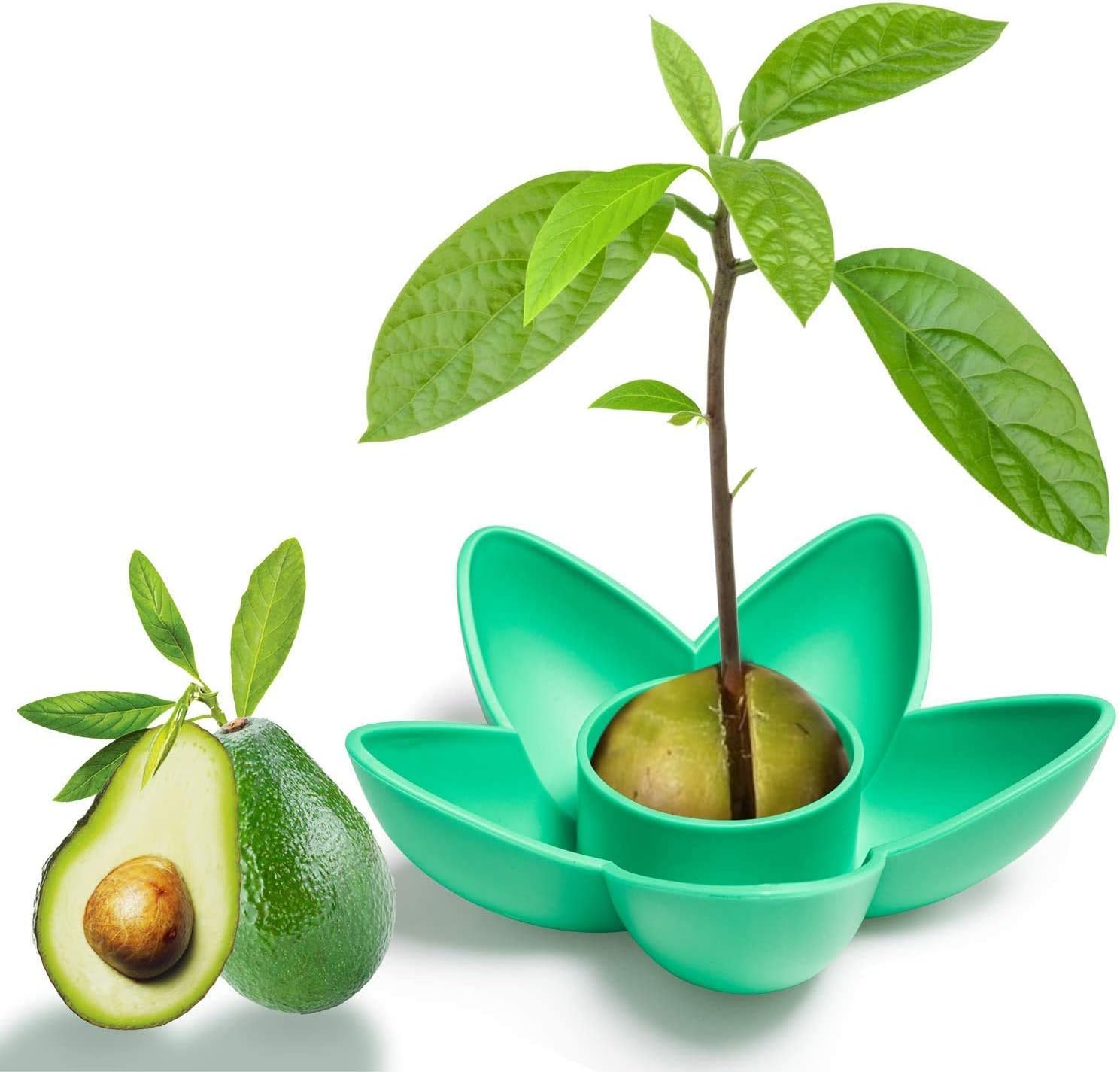 Amazon.com : Avocado Tree Growing Kit Avocado Seed Planting Bowl ...