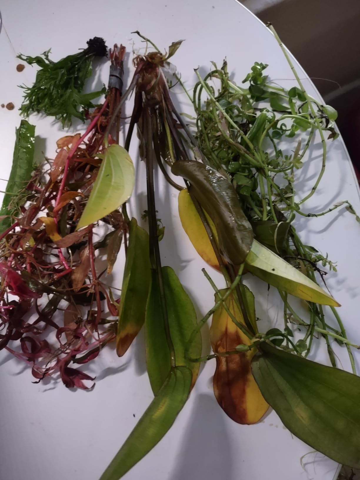 $3/mo - Finance Alternanthera Reineckii VAR. Roseafolia | Telanthera ...