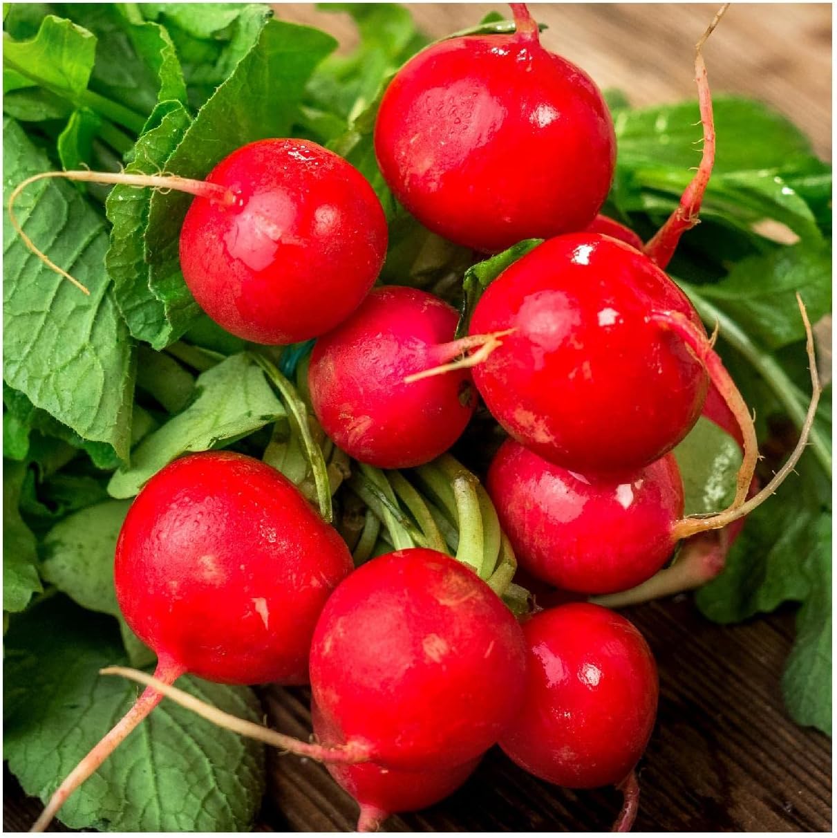 Amazon.com : Everwilde Farms - 1 Lb Champion Radish Seeds - Gold Vault ...